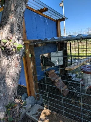 Chicken coop ventilation 101: Ventilation made easy! — The Featherbrain