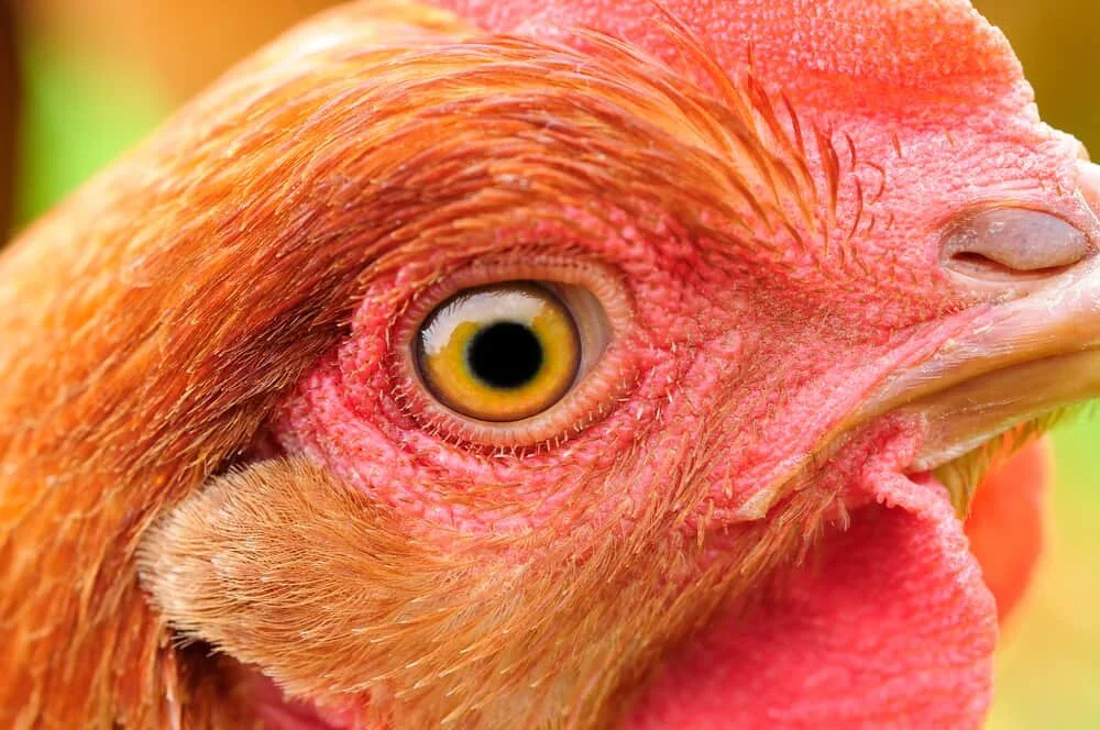 Eye pinning: The secret way your chicken says, “I love you” — The ...