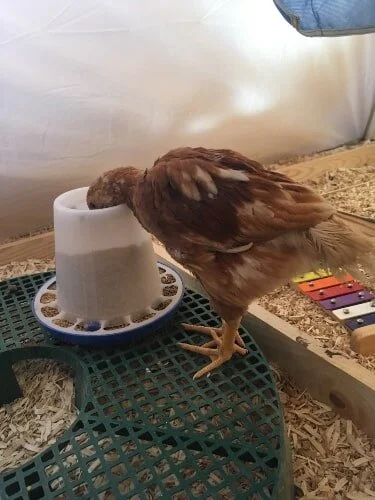 From brooder to coop: When to move your chicks outside — The Featherbrain