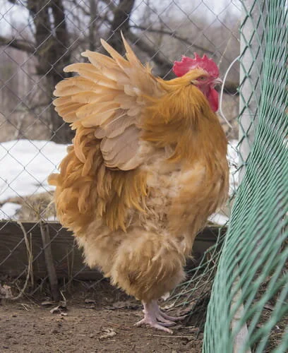 The REAL best chicken breeds for hot climates: NOT what you’ve been ...