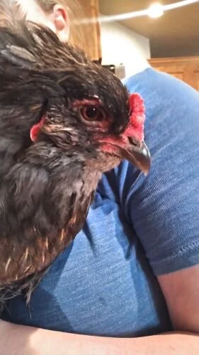 When your chicken’s eye gets punctured… here’s what to do — The ...