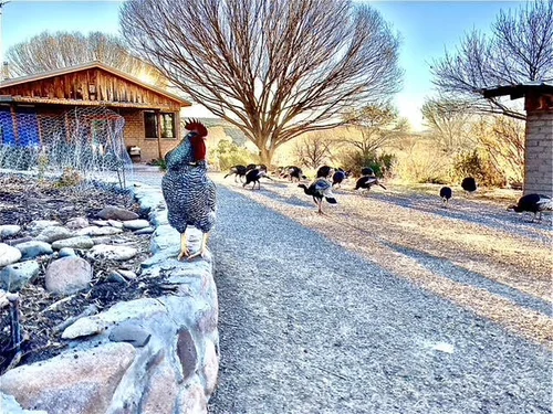 Aggressive roosters: How I tame mine with love in 6 simple steps — The ...