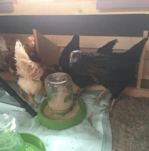 How to move your chicks from the brooder to the coop: 9 tips for a ...