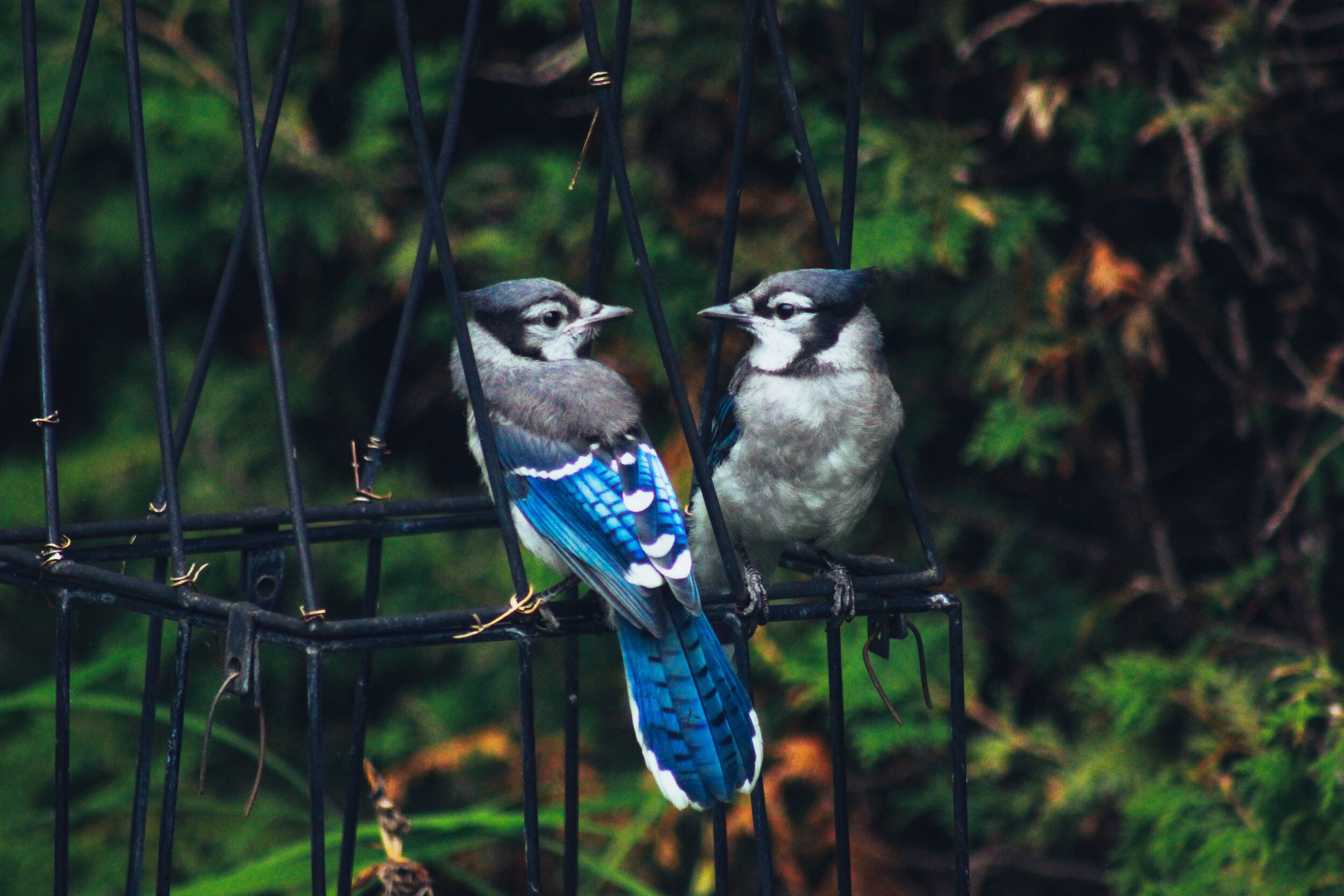 Two Birds (1) — Birdh