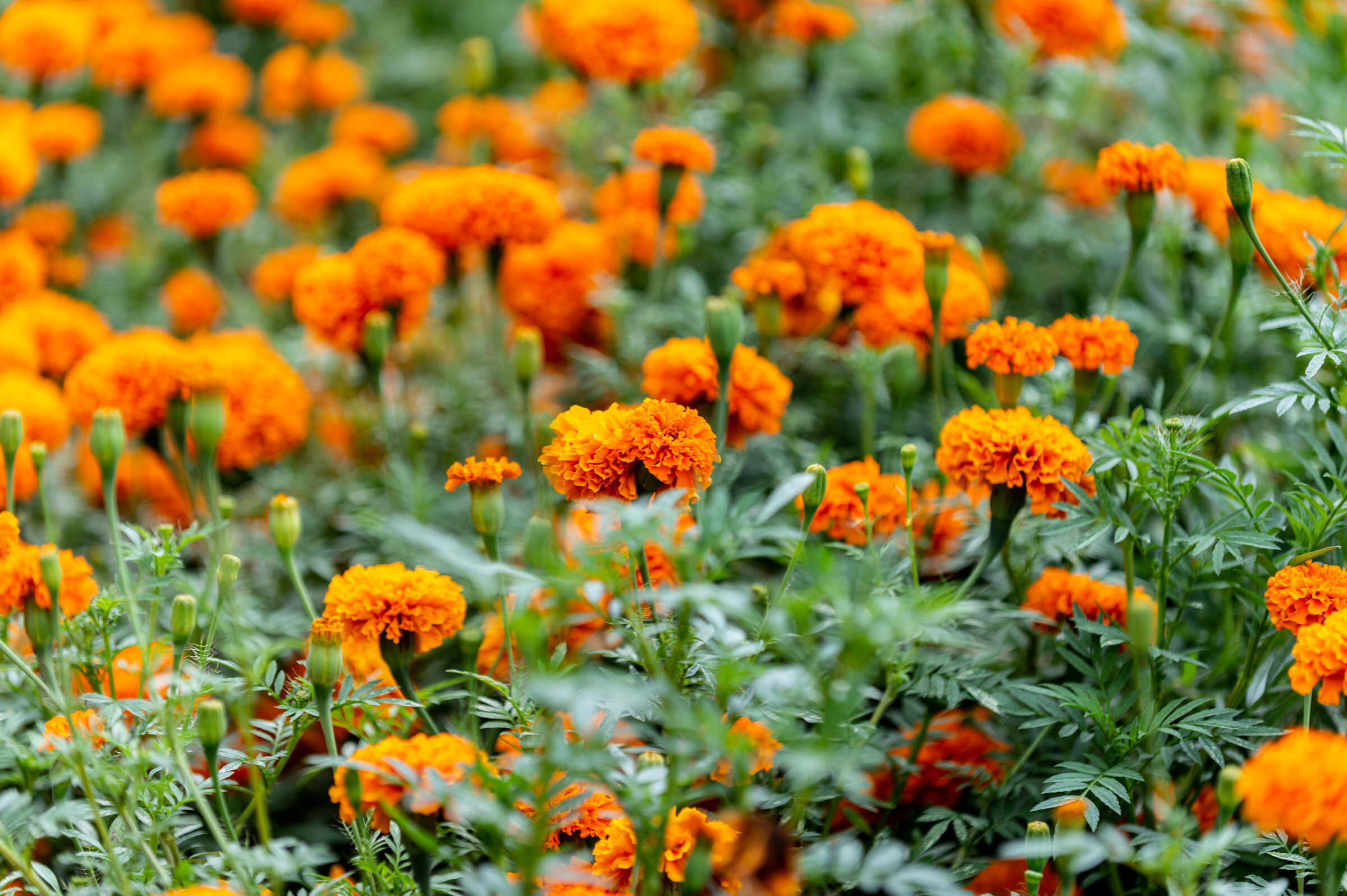 Videos — Ruth Bennett Community Farm