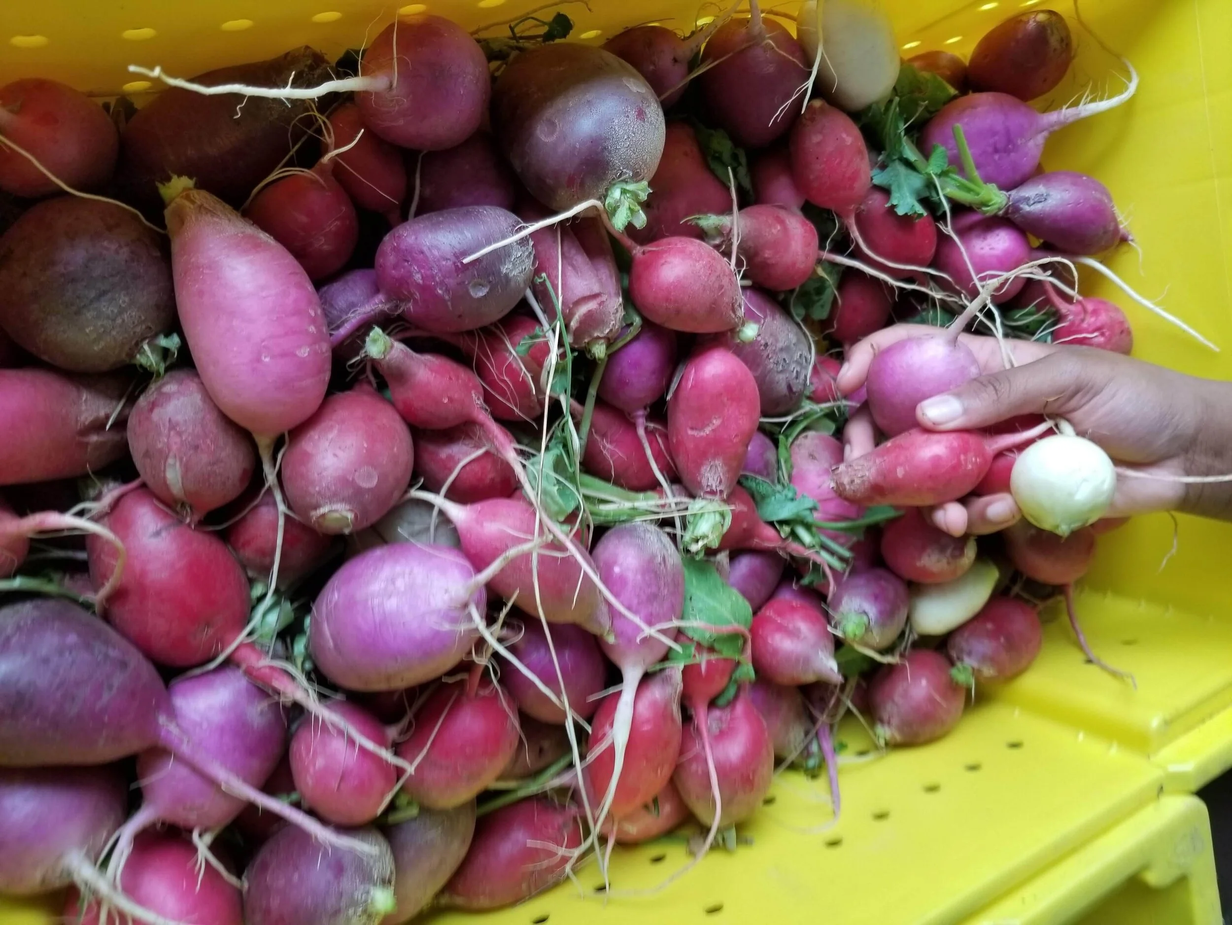 General 3 — Ruth Bennett Community Farm