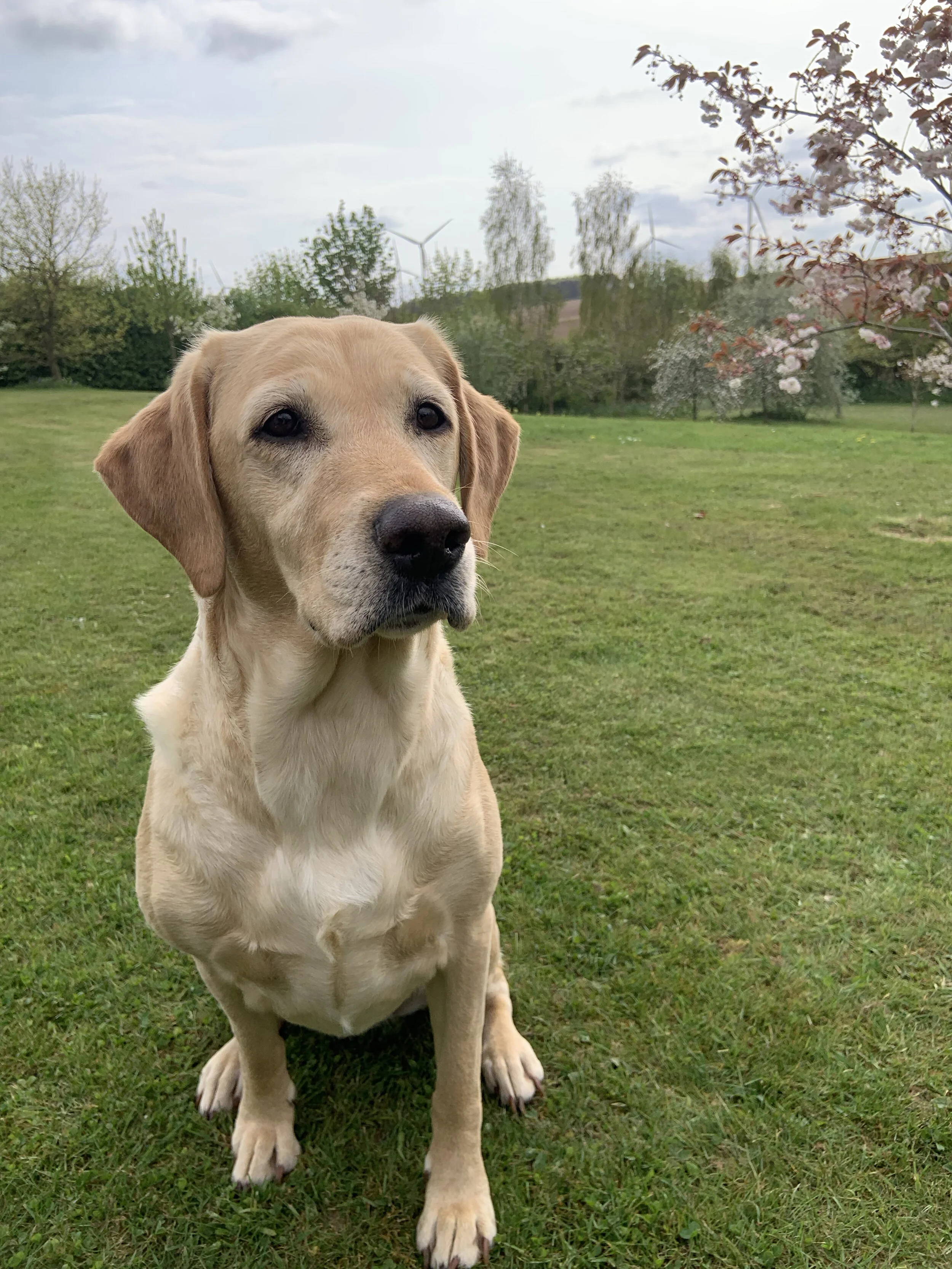 Commissions — Dominic Latham Art