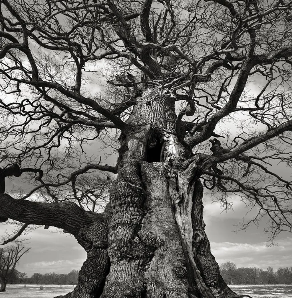 Great civilisations are built when old men plant trees they will never ...