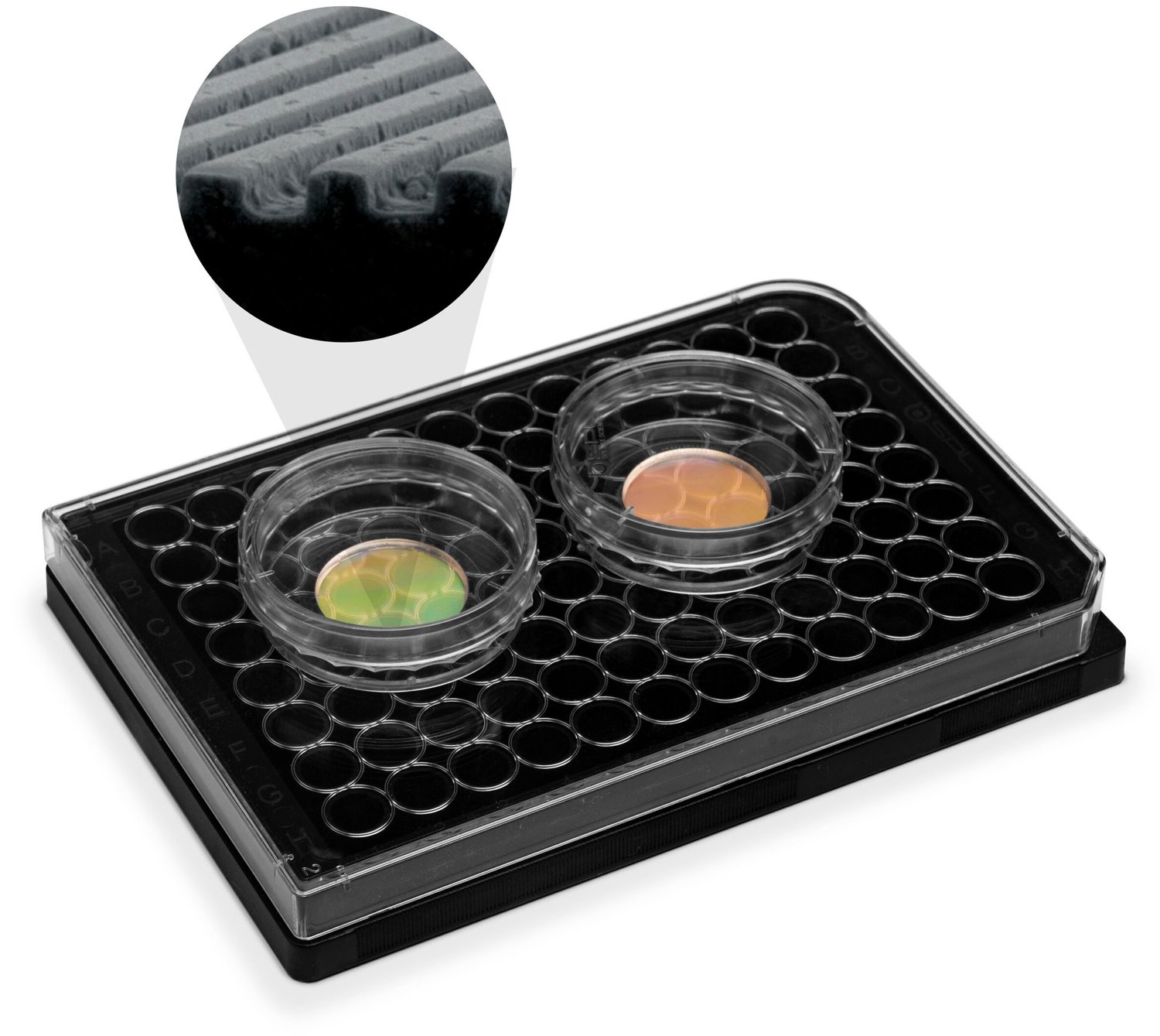 NanoSurface Plates — Curi Bio