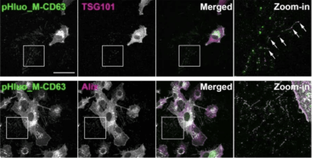 A Live Cell Reporter of Exosome Secretion and Uptake Reveals ...