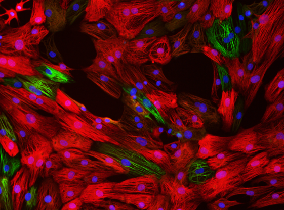 Celogics Celo.Cardiomyocytes — Curi Bio