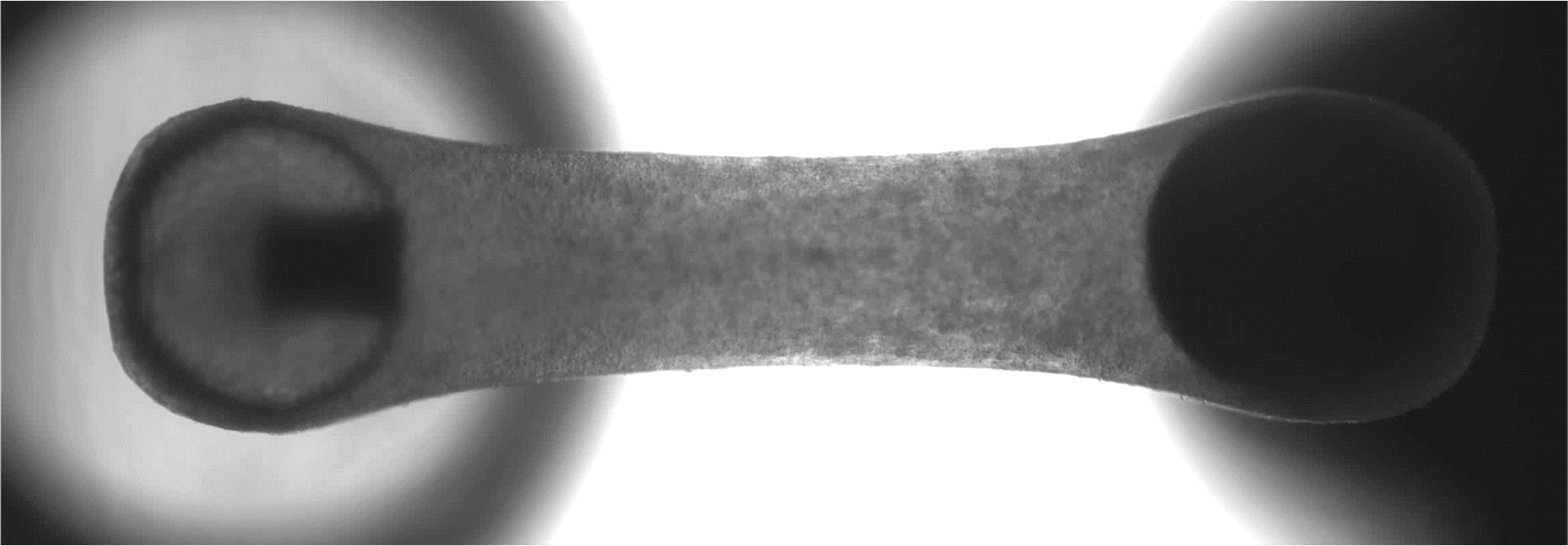 Cardiac Media — Curi Bio