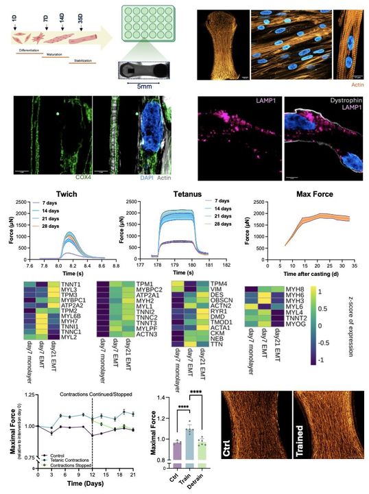 Functionally Mature Bioengineered Human Skeletal Muscle Tissues Capture ...