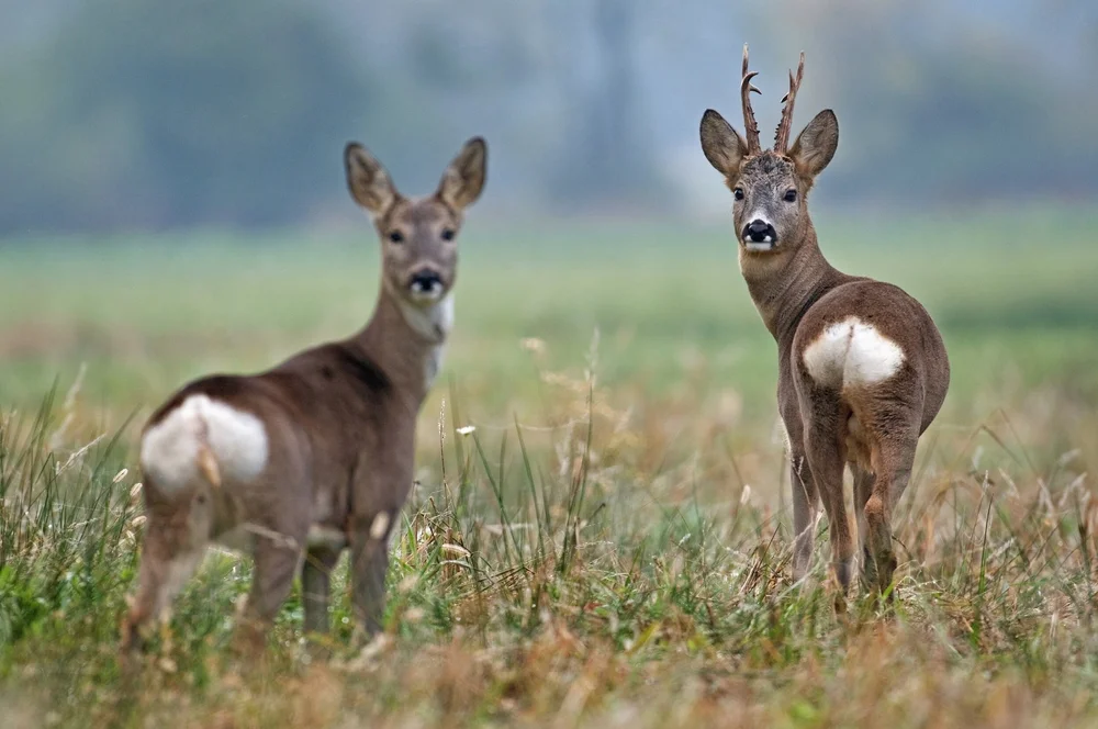Deer Management | Explore Deer Management Solutions — Deer Box