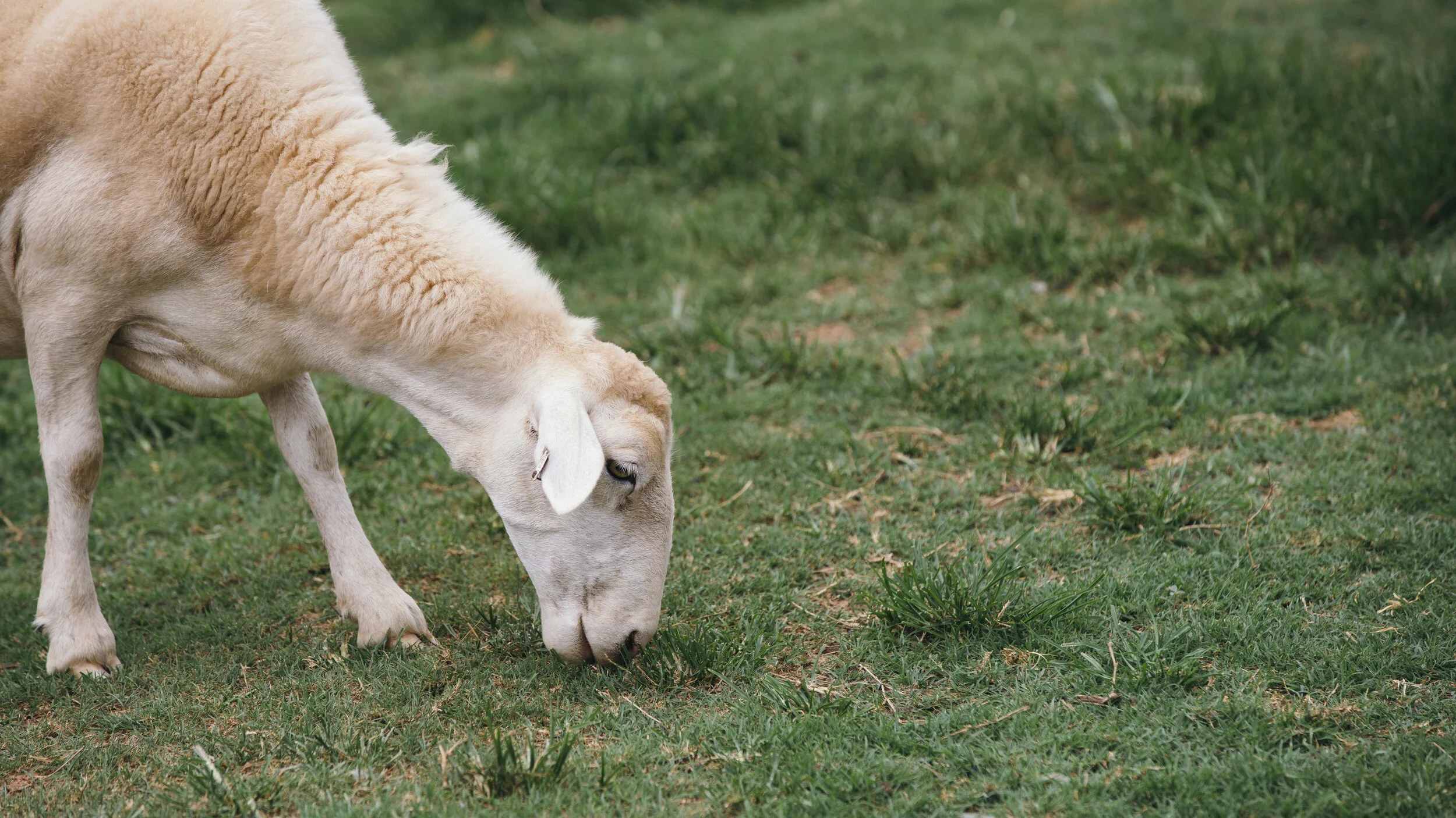 About — Capra Foods