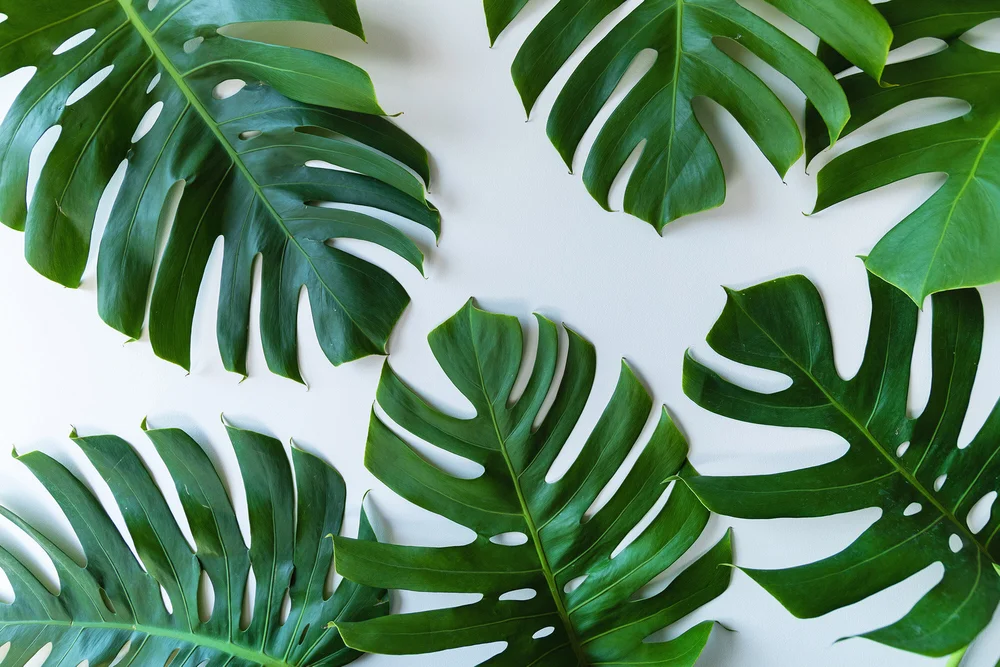 Fine Line Seattle — Microblading & Clinical Skincare