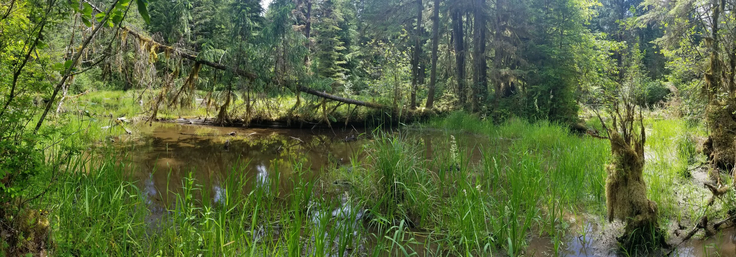 Wetland Maps — 10,000 Years Institute