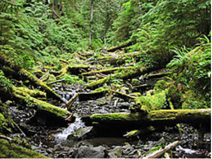 Headwater Streams — 10,000 Years Institute