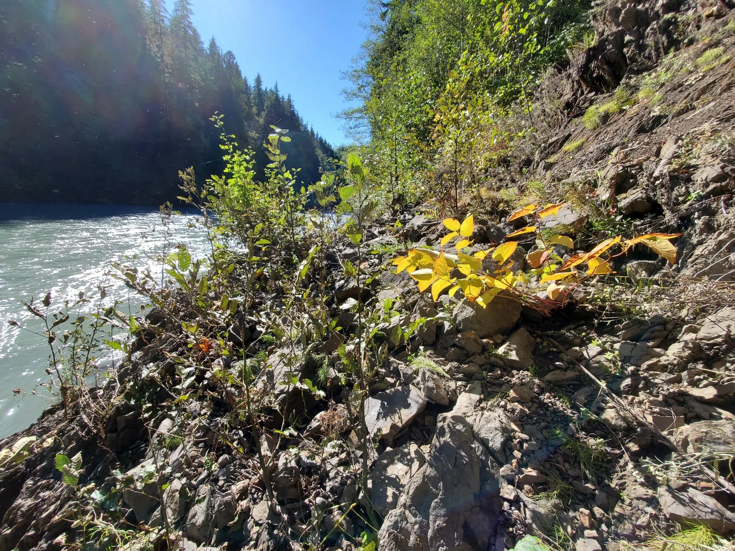 Hoh River Riparian Restoration — 10,000 Years Institute