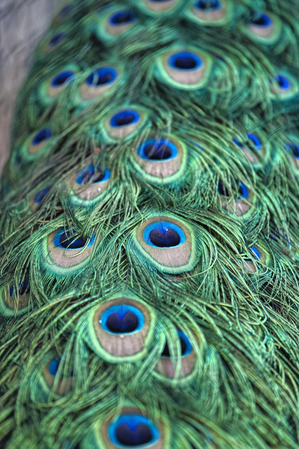 About — GG Arts Law