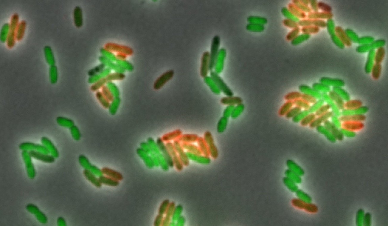 Publication Data — Mougous Lab