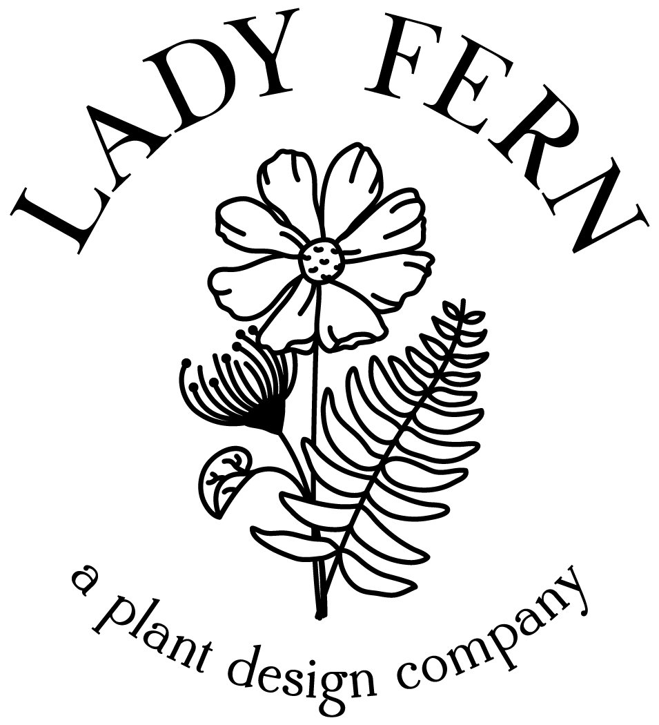 Lady Fern Drawing