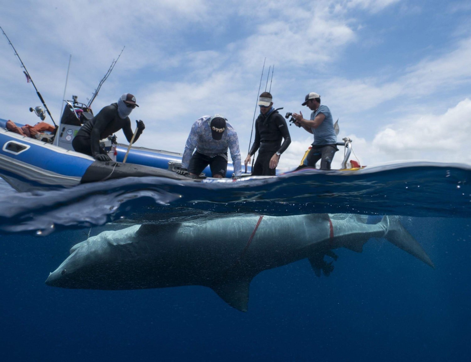 RockHopper — Sharks and big fish