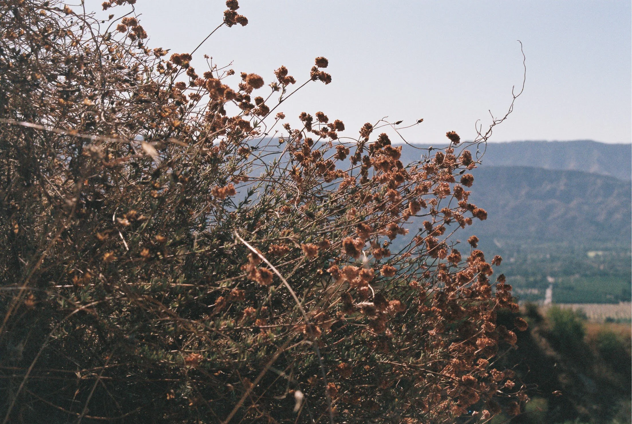 Native Plant Spotlight: California Buckwheat - Sow Home