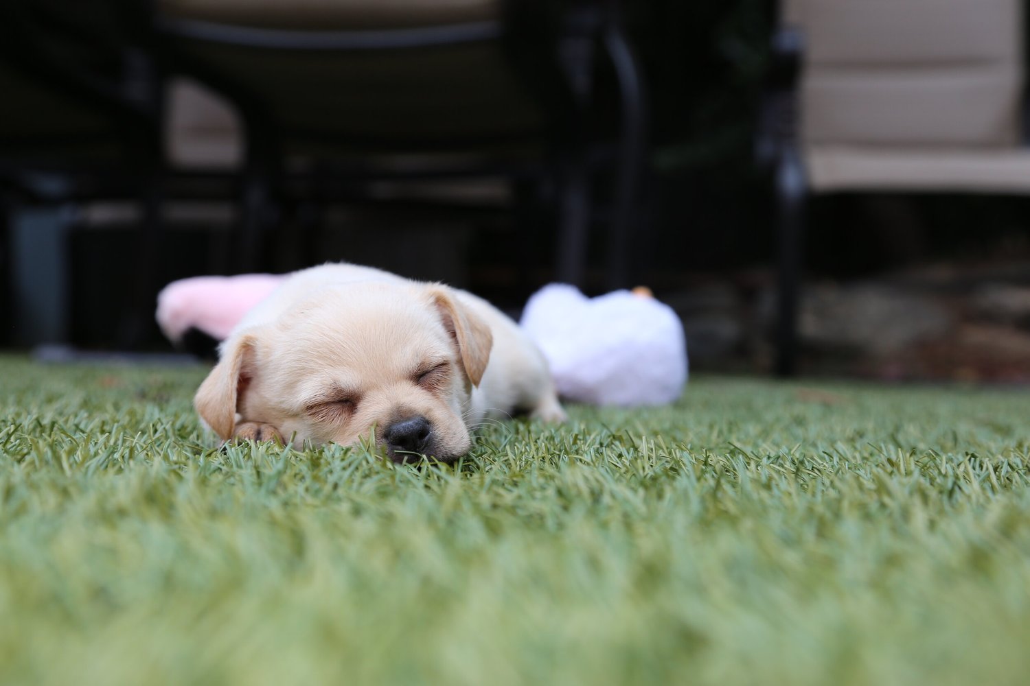 THE VANDERPUMP NURSERY — The Vanderpump Dog Foundation