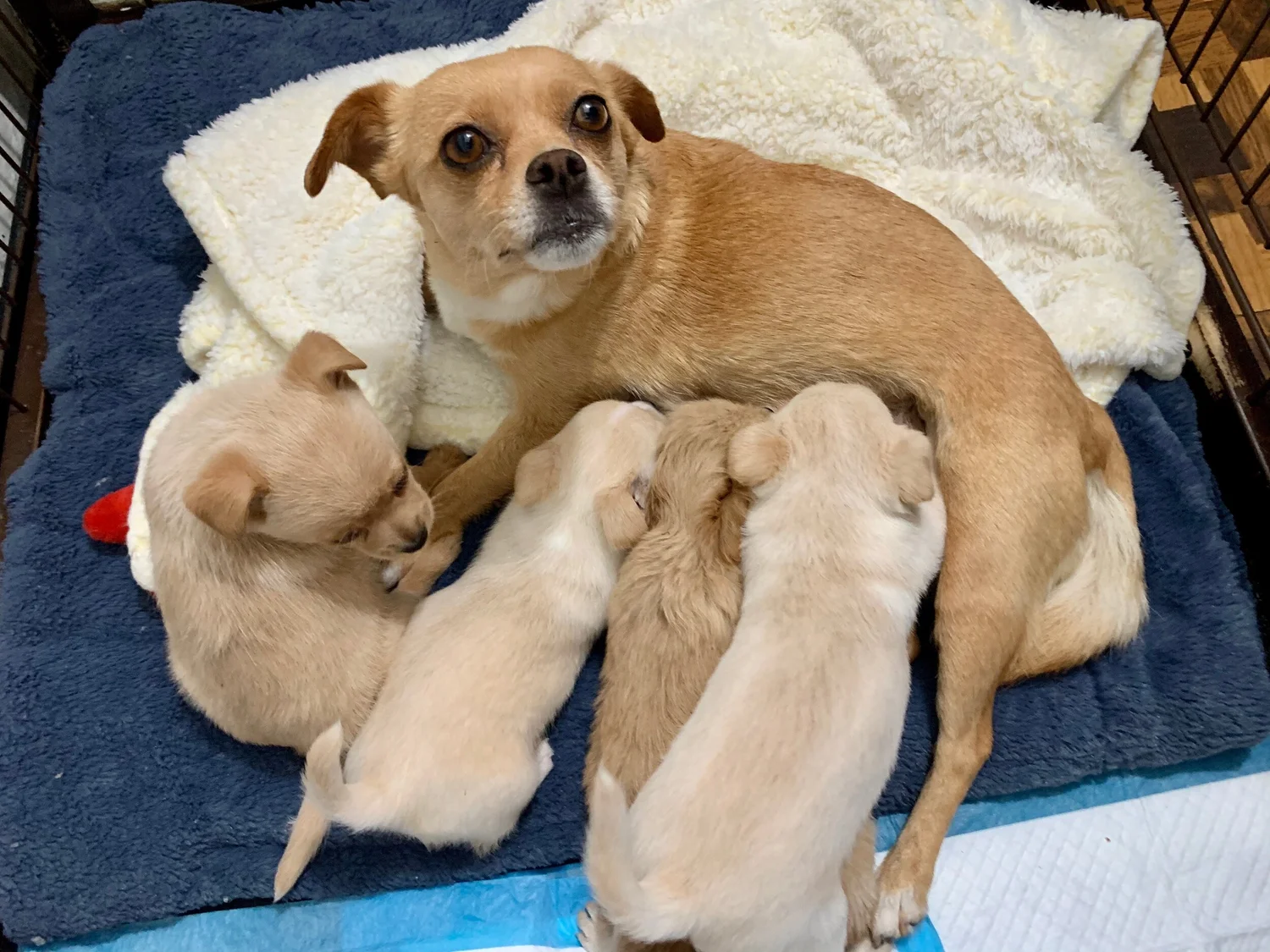 ABOUT US — The Vanderpump Dog Foundation