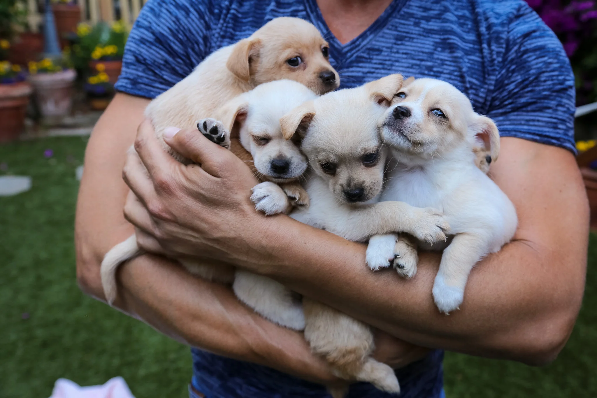 ABOUT US — The Vanderpump Dog Foundation