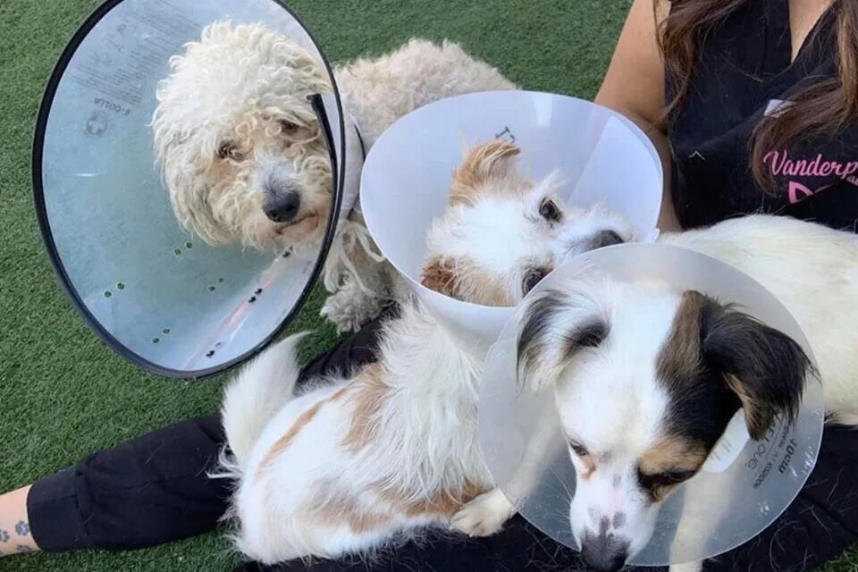 ABOUT US — The Vanderpump Dog Foundation