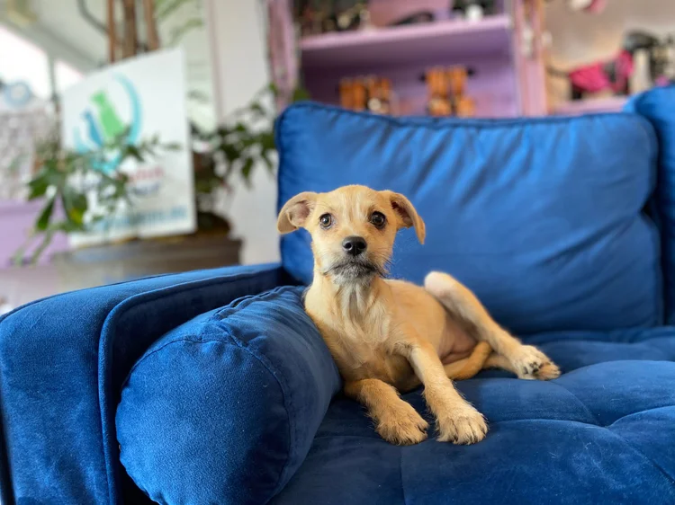 ADOPT A #VANDERPUP — The Vanderpump Dog Foundation