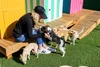 ADOPTION & RESCUE — The Vanderpump Dog Foundation