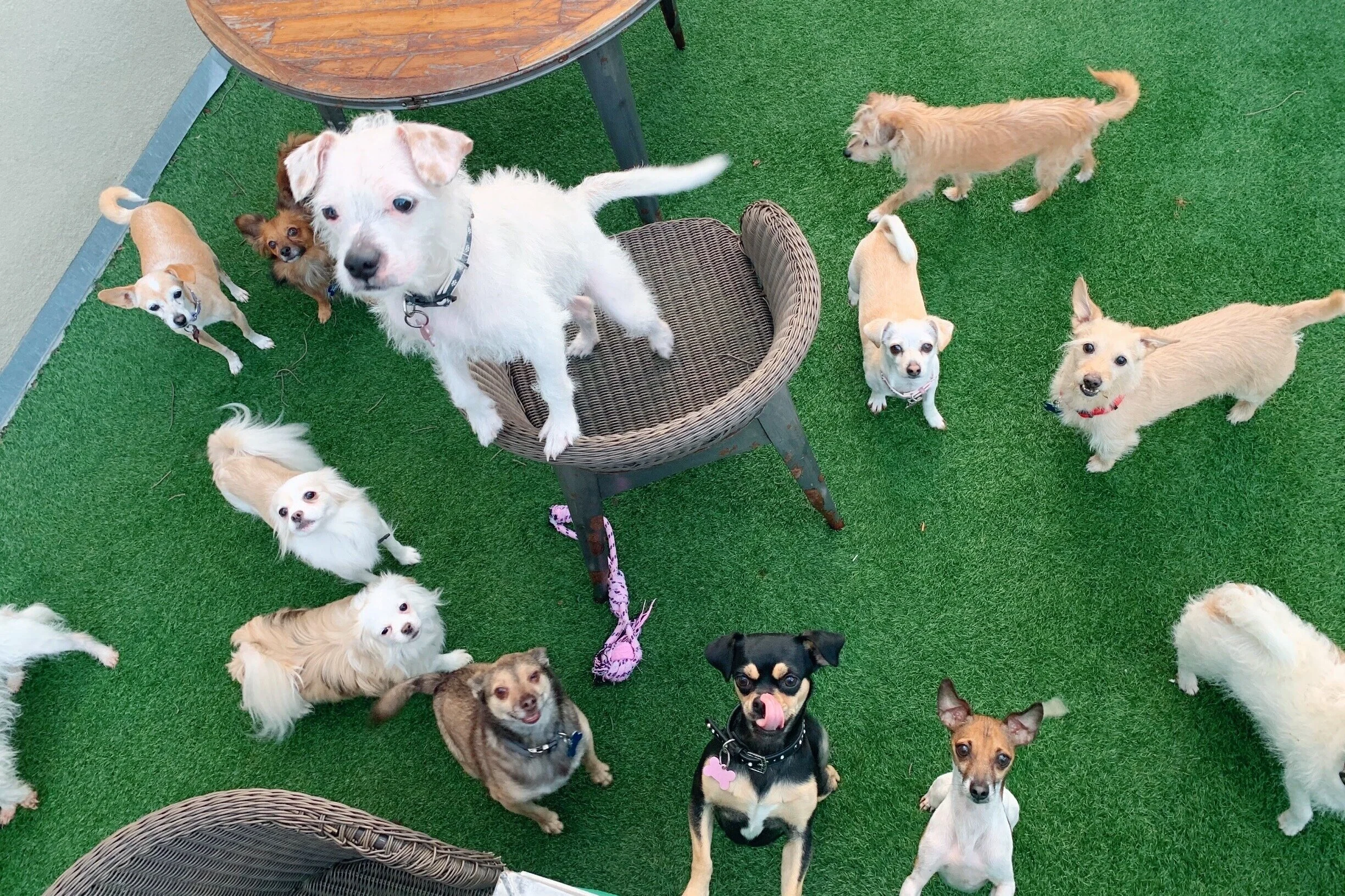 RESCUE CENTER — The Vanderpump Dog Foundation
