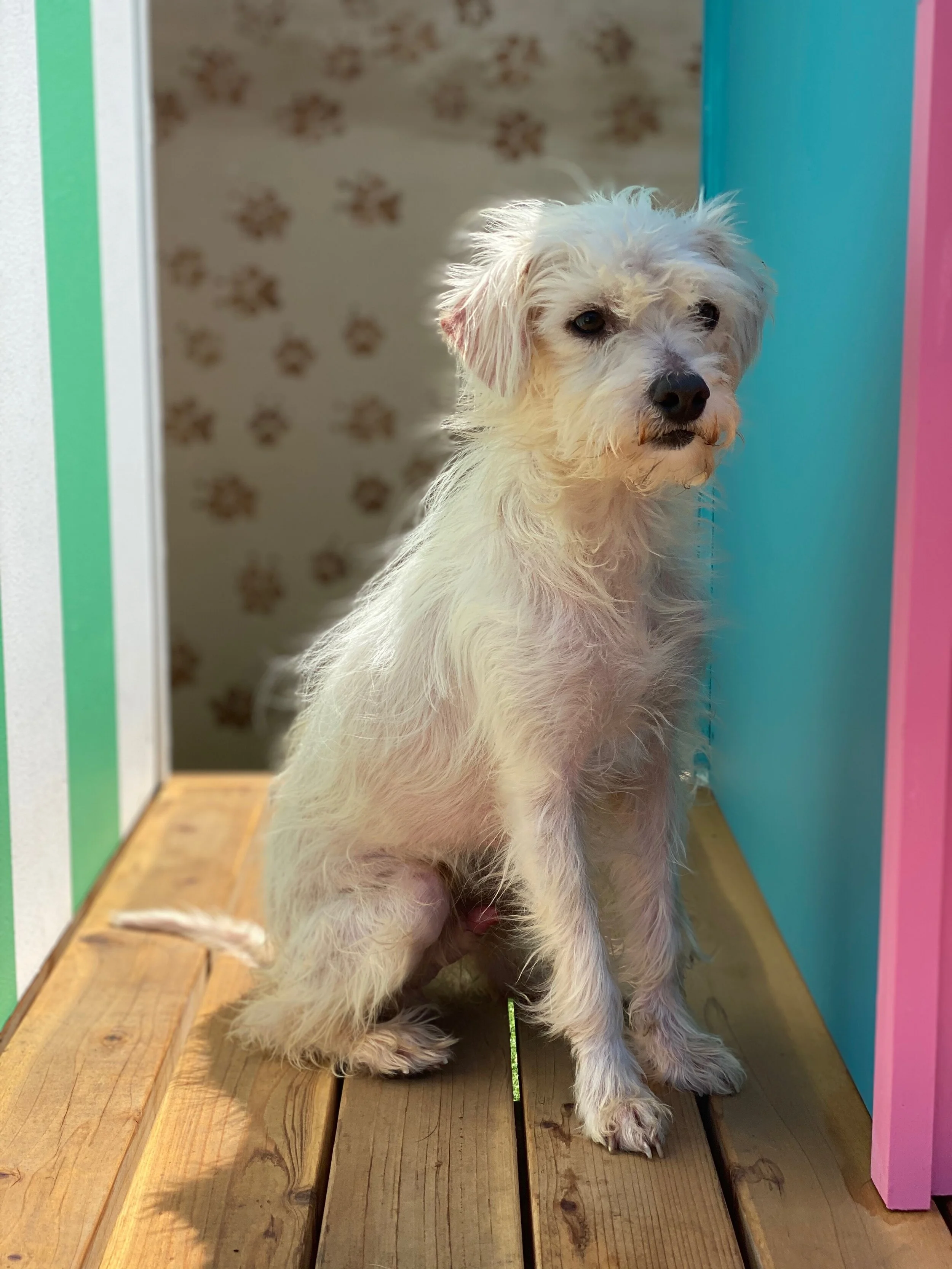 ADOPT A #VANDERPUP — The Vanderpump Dog Foundation