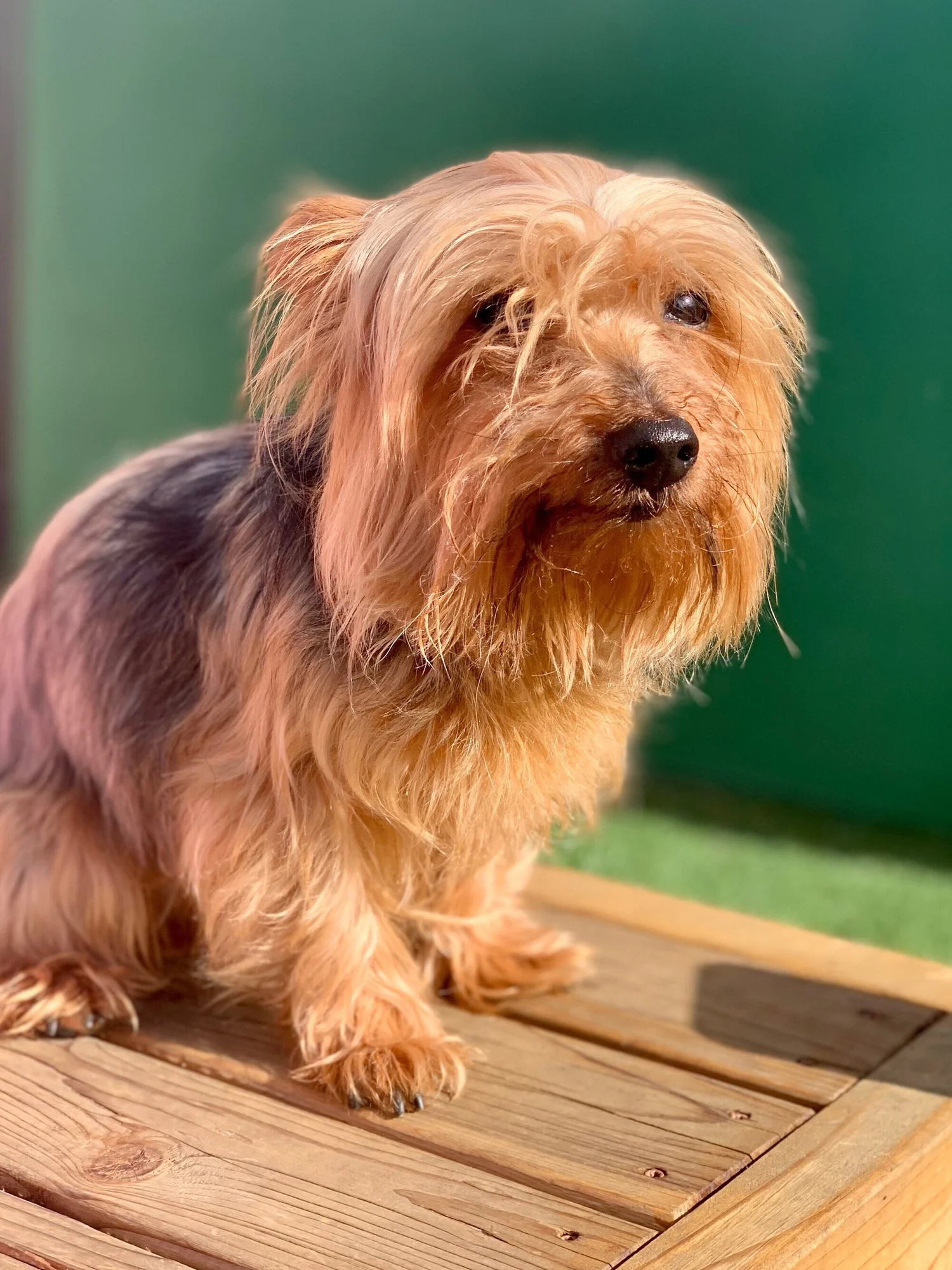 ADOPT A #VANDERPUP — The Vanderpump Dog Foundation
