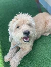 ADOPT A #VANDERPUP — The Vanderpump Dog Foundation
