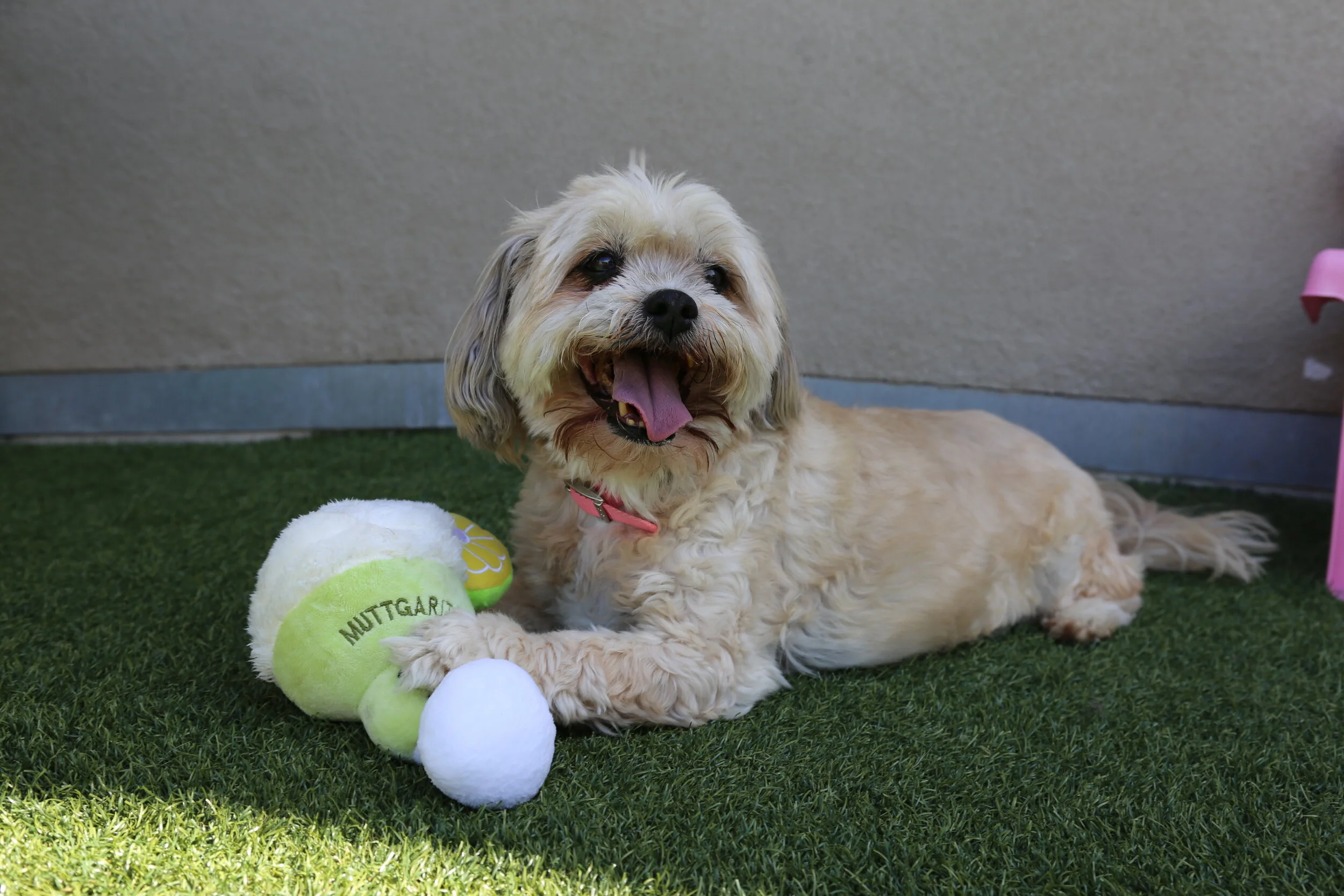 RESCUE CENTER — The Vanderpump Dog Foundation