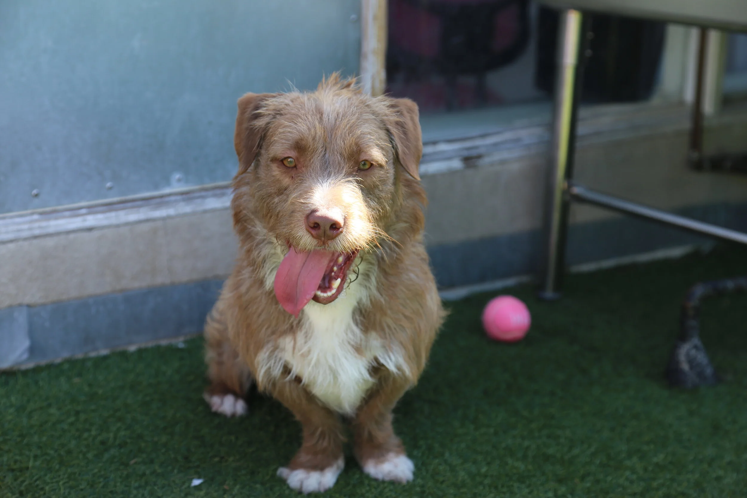 RESCUE CENTER — The Vanderpump Dog Foundation