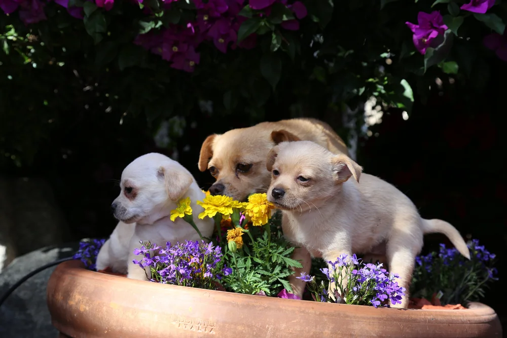 OUR PARTNERS — The Vanderpump Dog Foundation