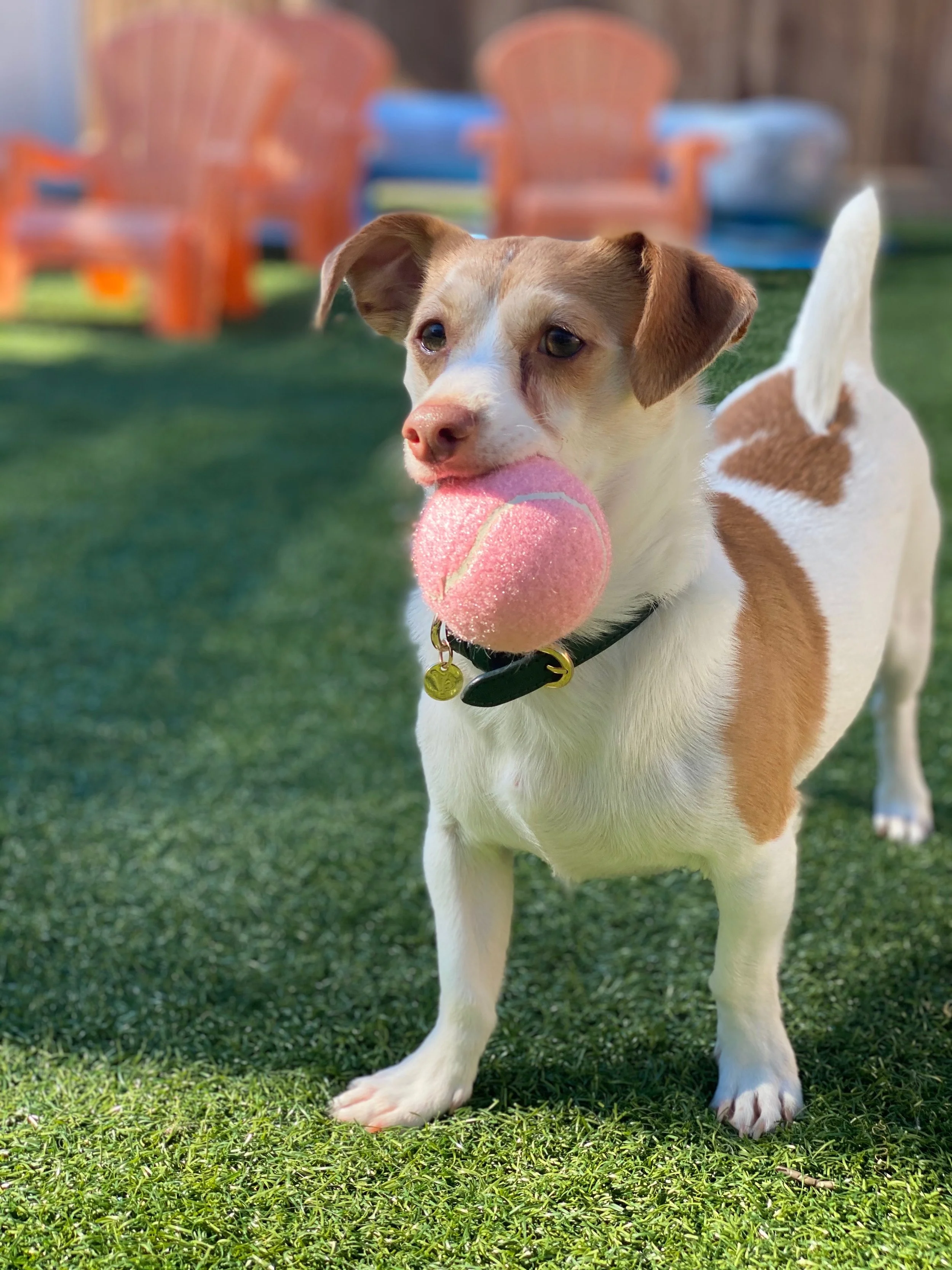 ADOPT A #VANDERPUP — The Vanderpump Dog Foundation