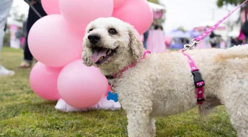 WORLD DOG DAY — The Vanderpump Dog Foundation