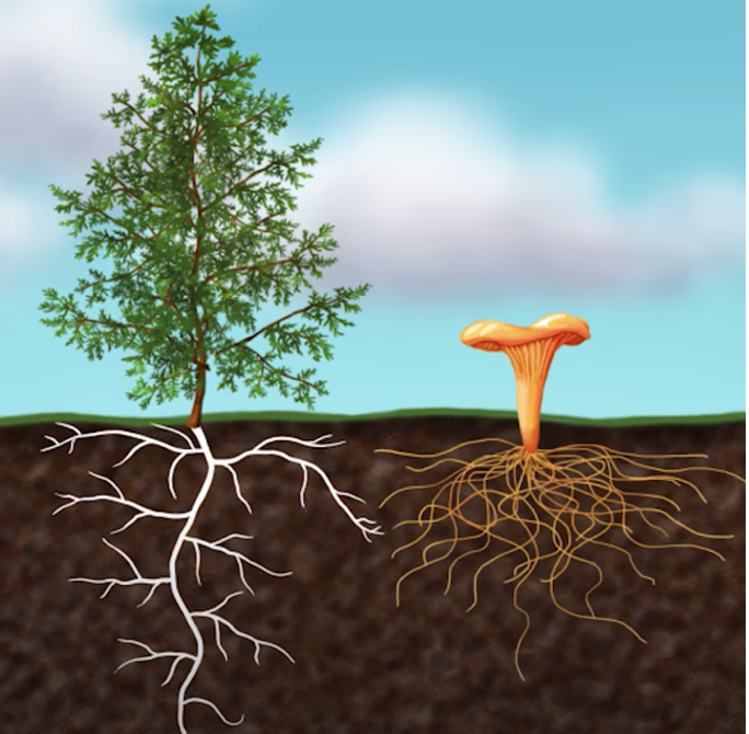 Blog — REGENBIOMASS - dba geo2watts