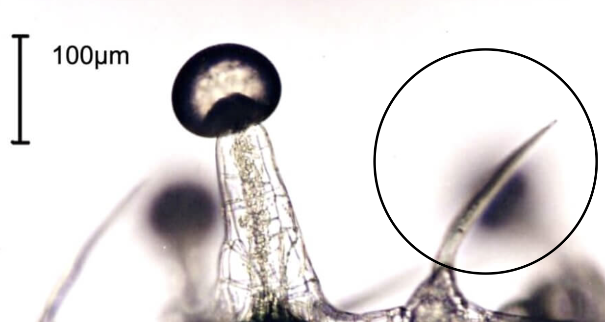 A Chronic’s Chronic Review — rural leaf