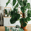 Happy Houseplants Masterclass — Archerfield Walled Garden