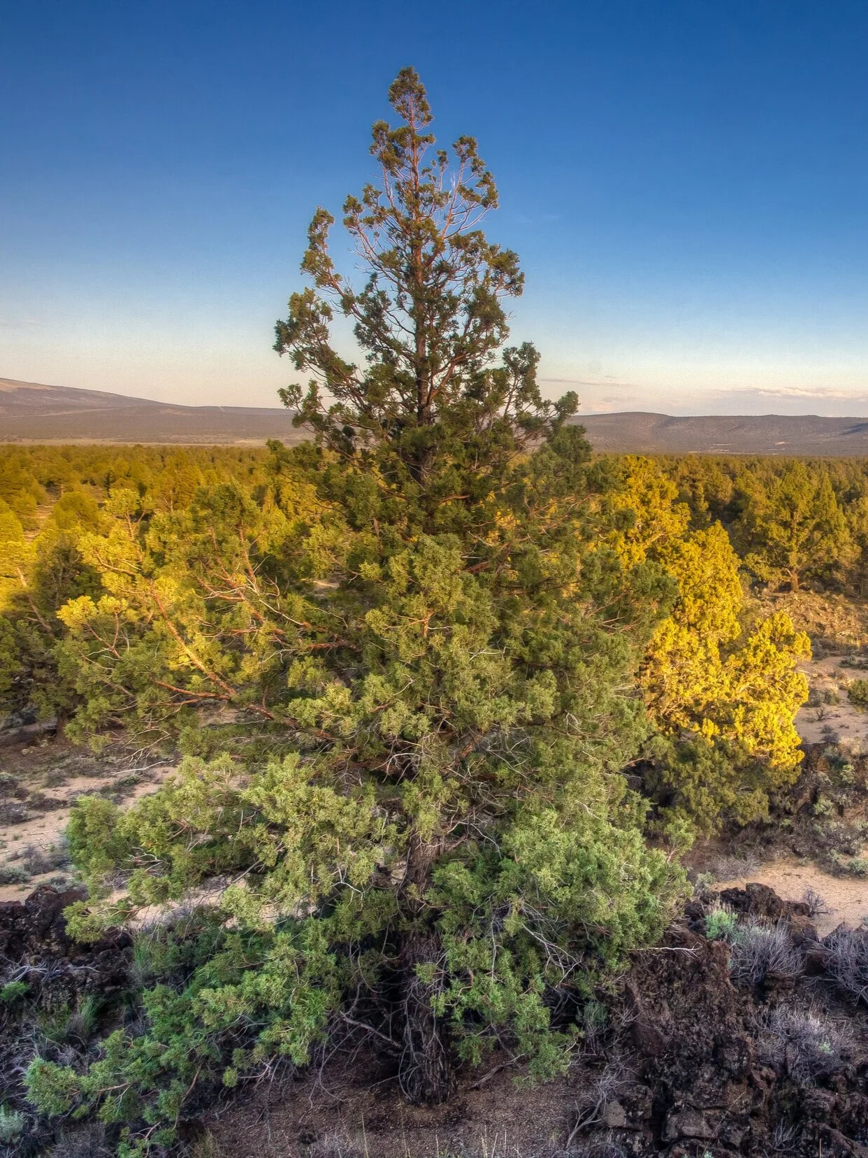 Western Juniper — Sustainable Northwest
