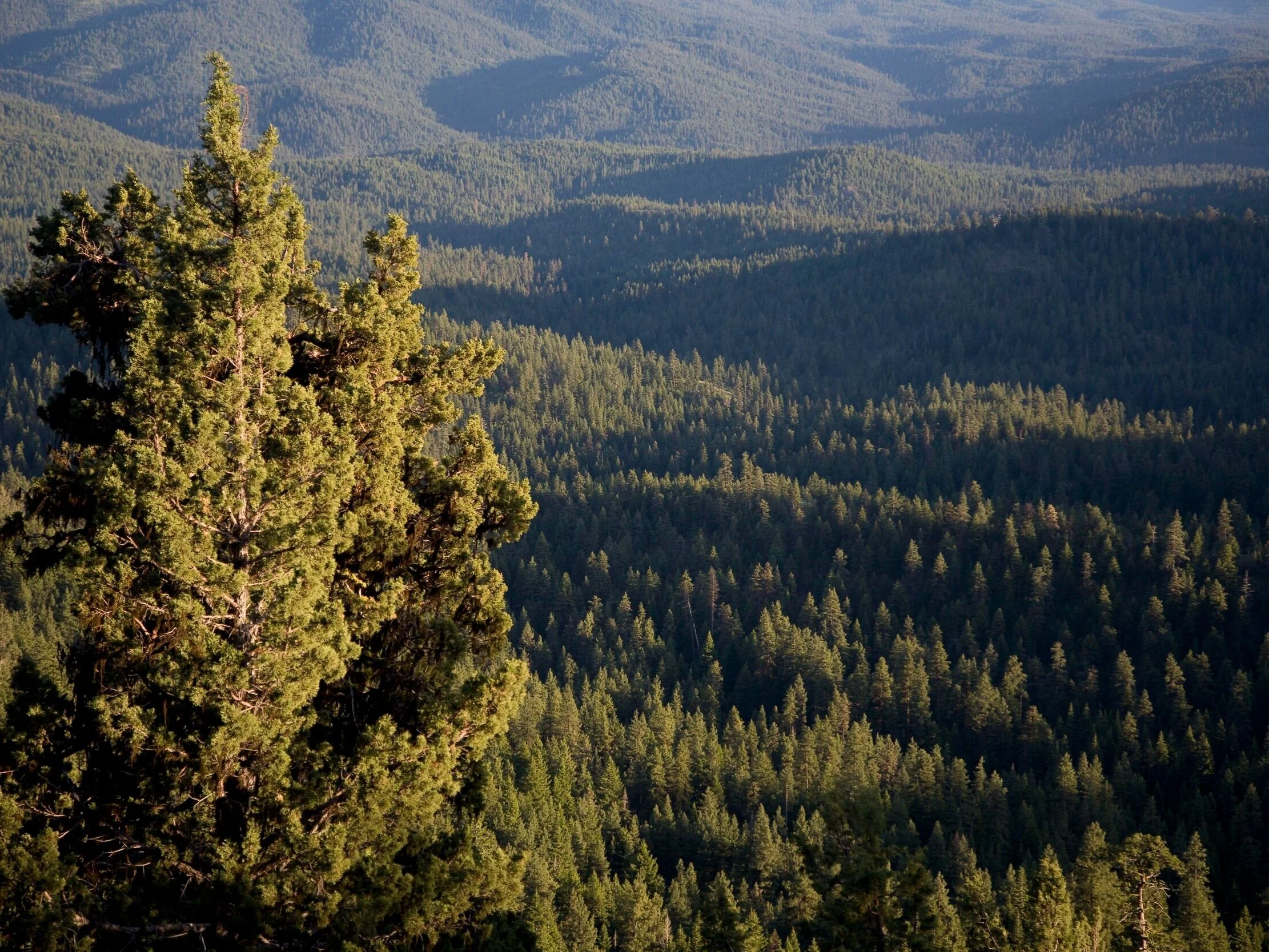 Forests — Sustainable Northwest