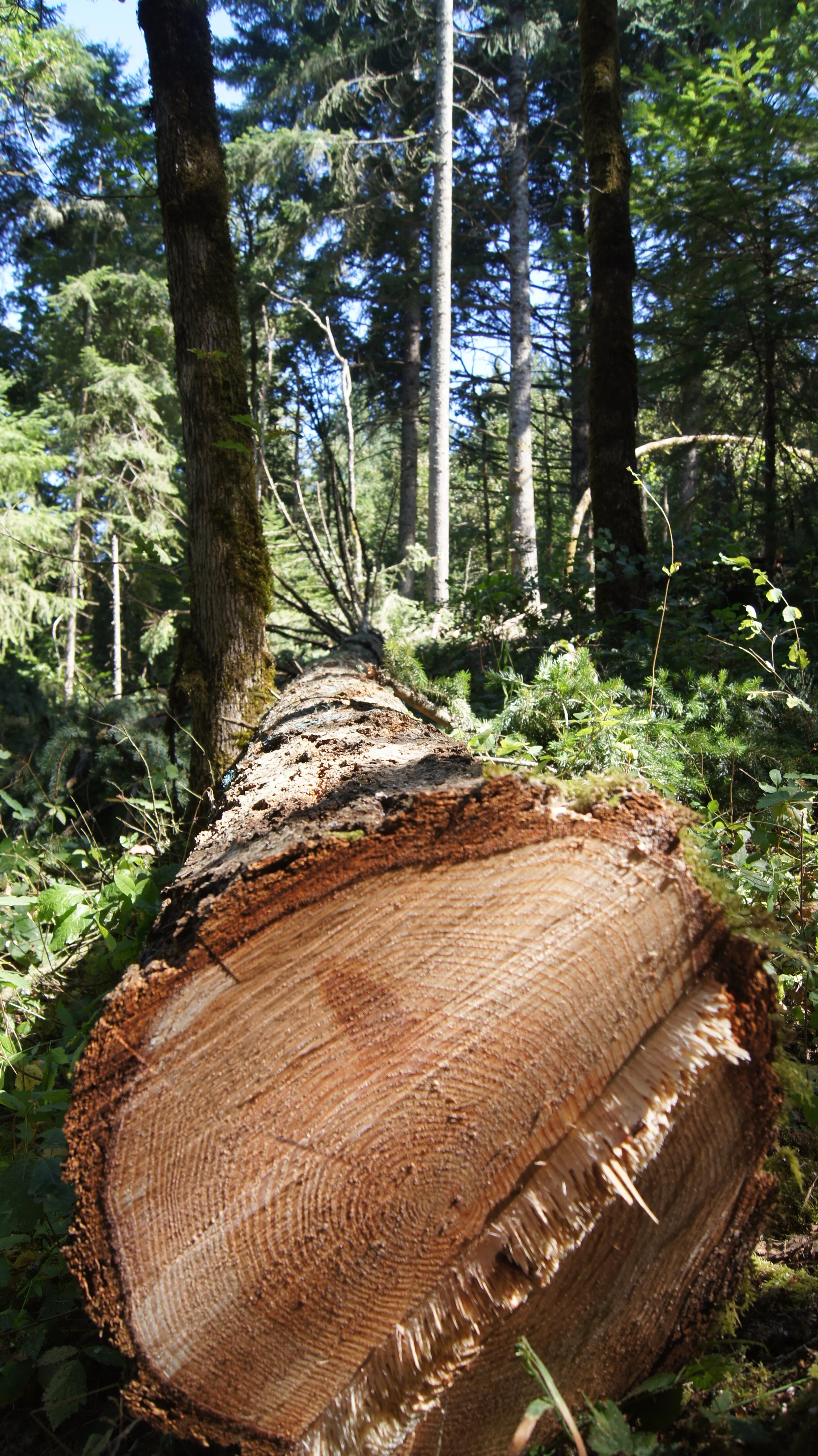 Tribal Wood Markets Survey — Sustainable Northwest