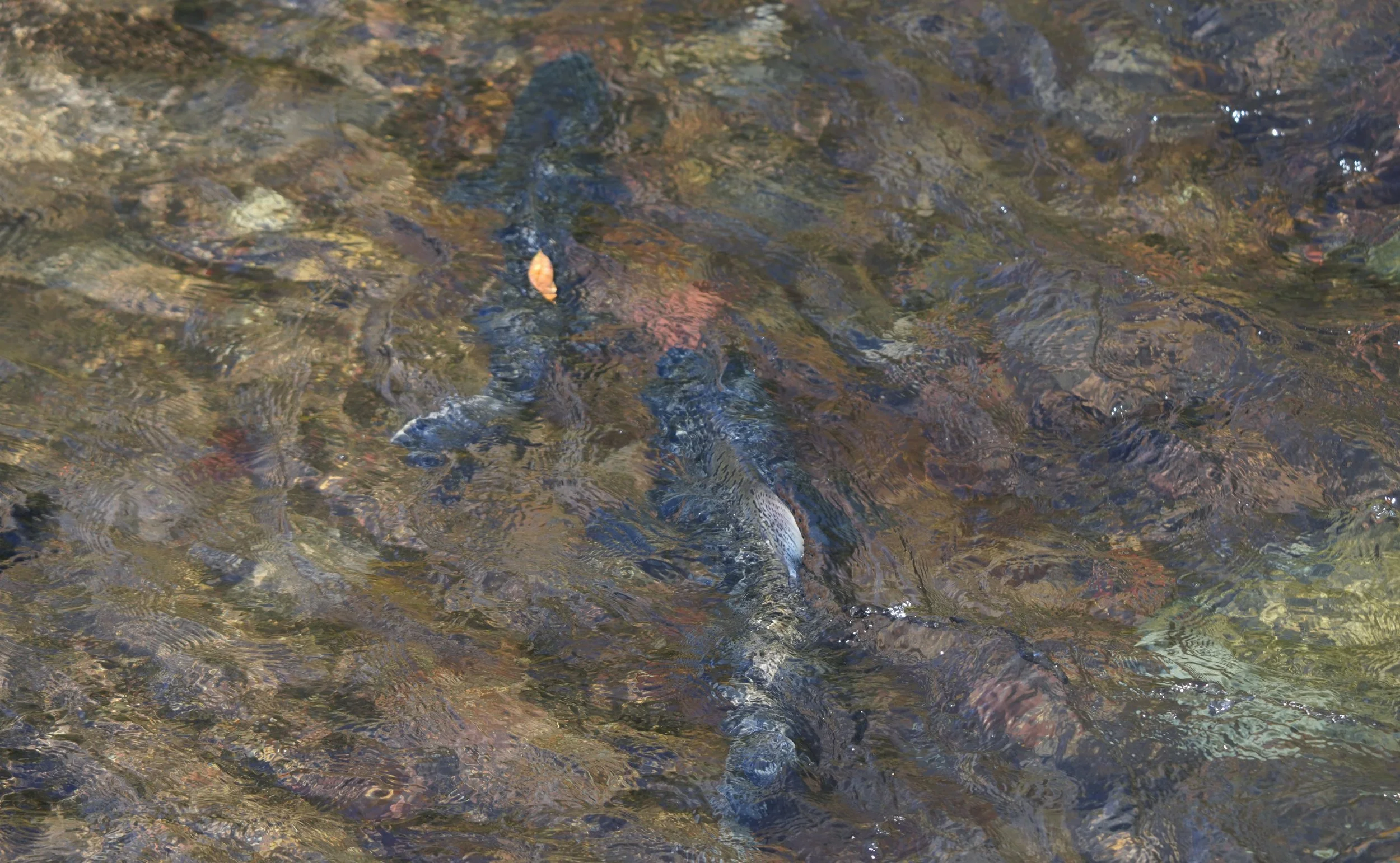 What did the fish say when it hit a wall? — Sustainable Northwest